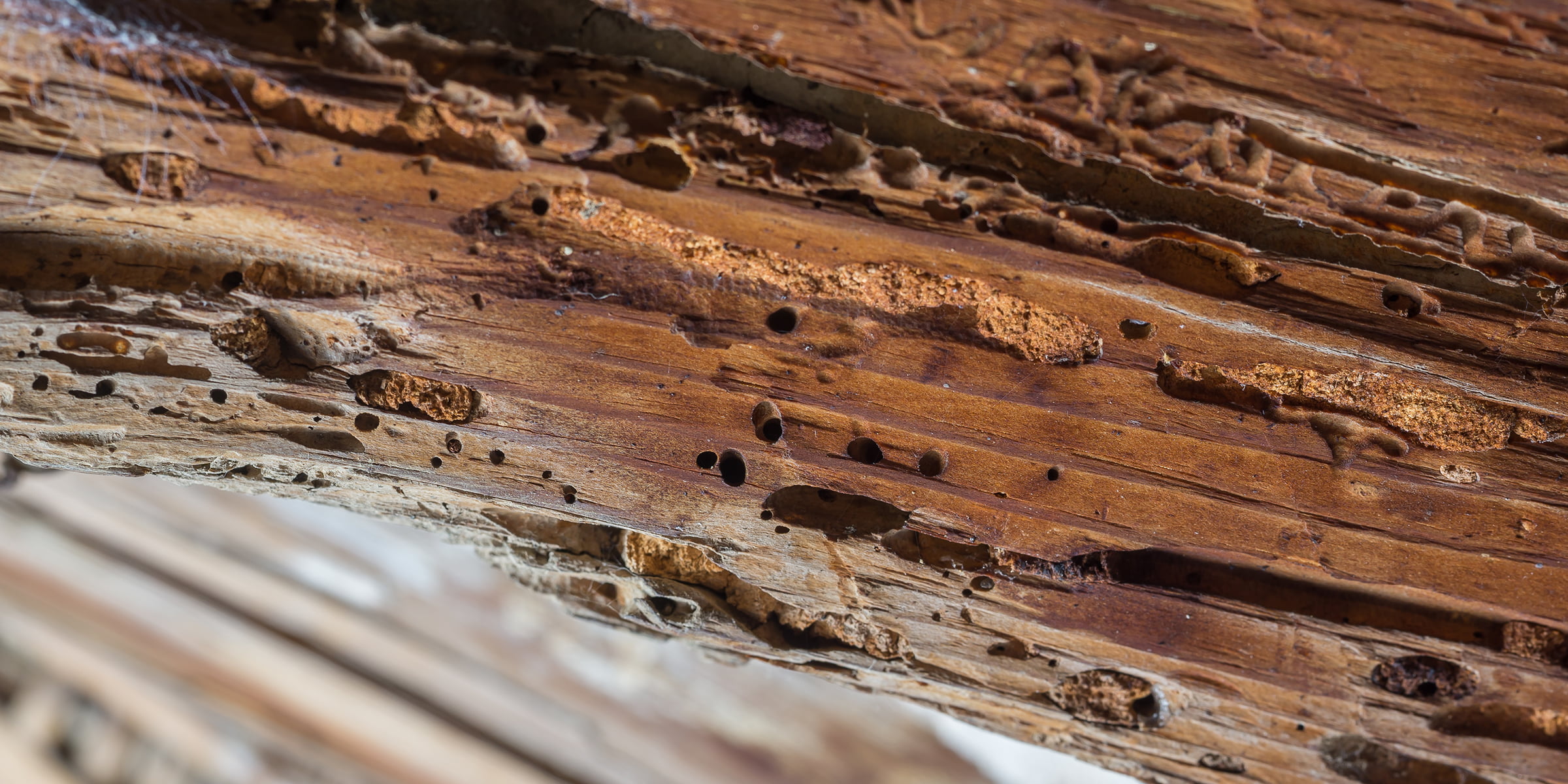 Houtwormkever bestrijden | OBN Nederland