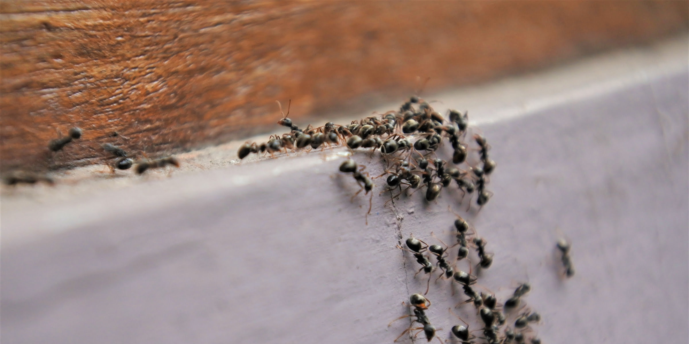 Mieren bestrijden – in huis of op het werk | OBN Nederland