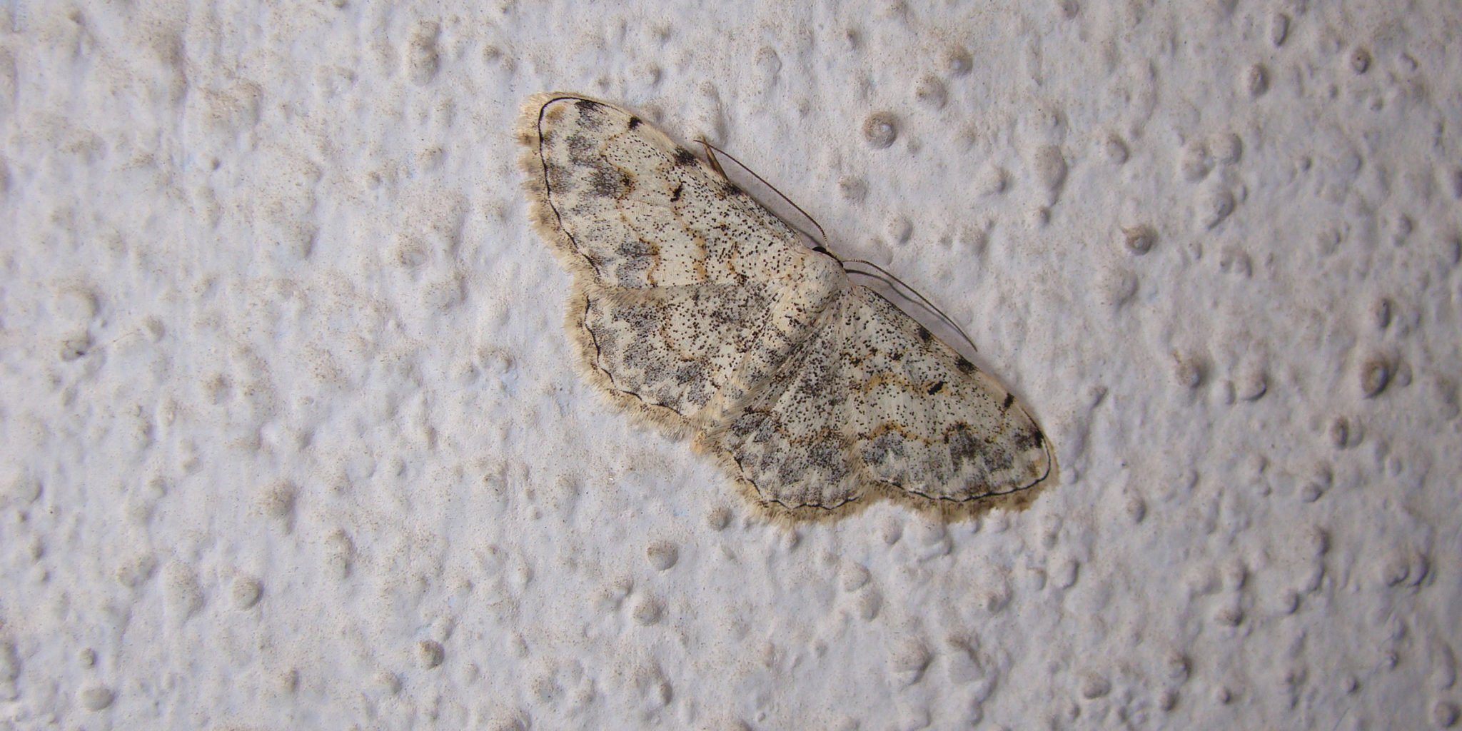 Motten bestrijden | OBN Nederland