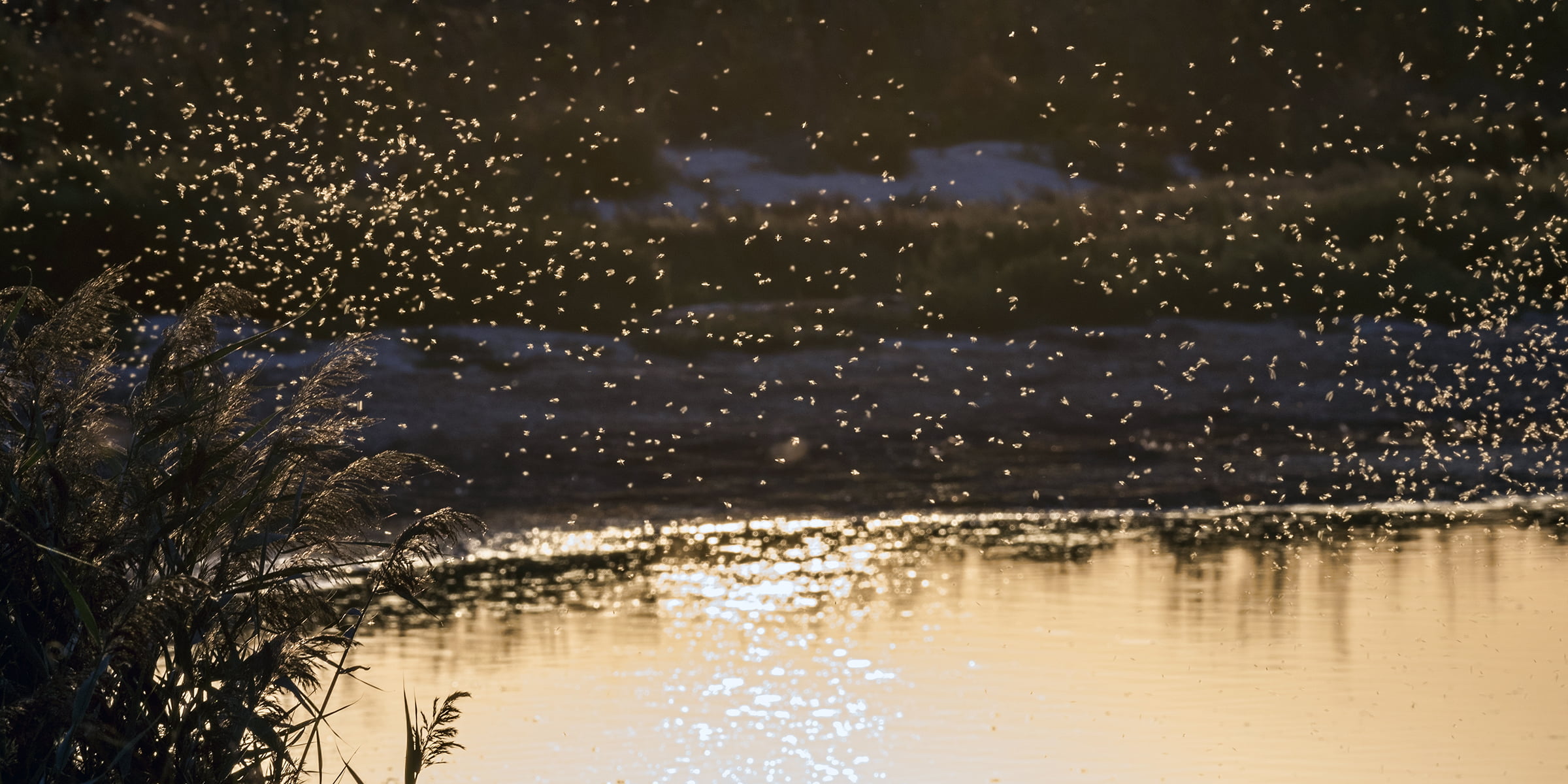 Muggen weren en bestrijden | OBN Nederland