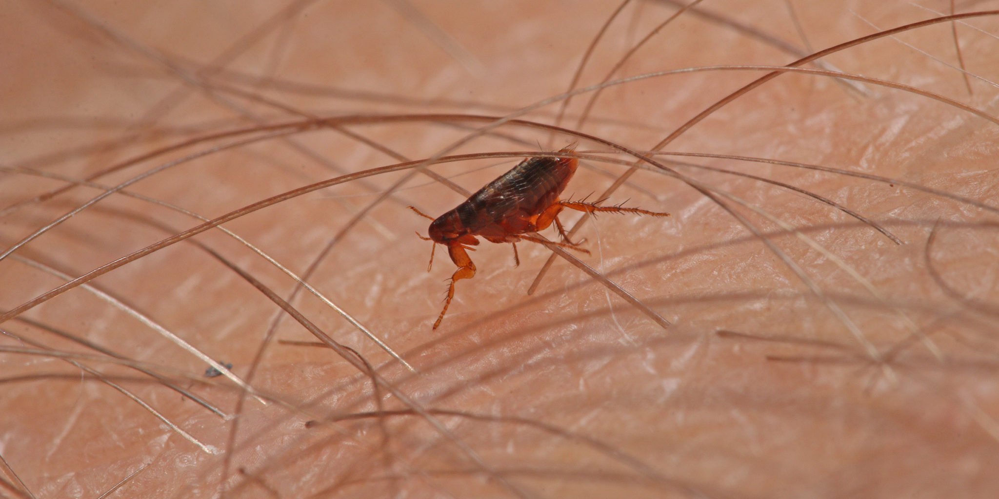 Vlooien bestrijden – in huis of op het werk | OBN Nederland