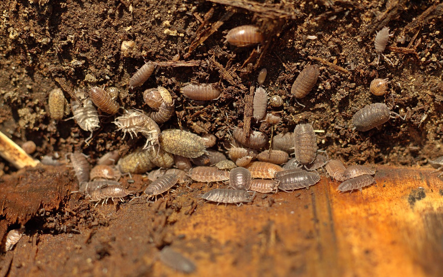 Kruipende insecten bestrijden Voorkom overlast en schade Landelijke ...