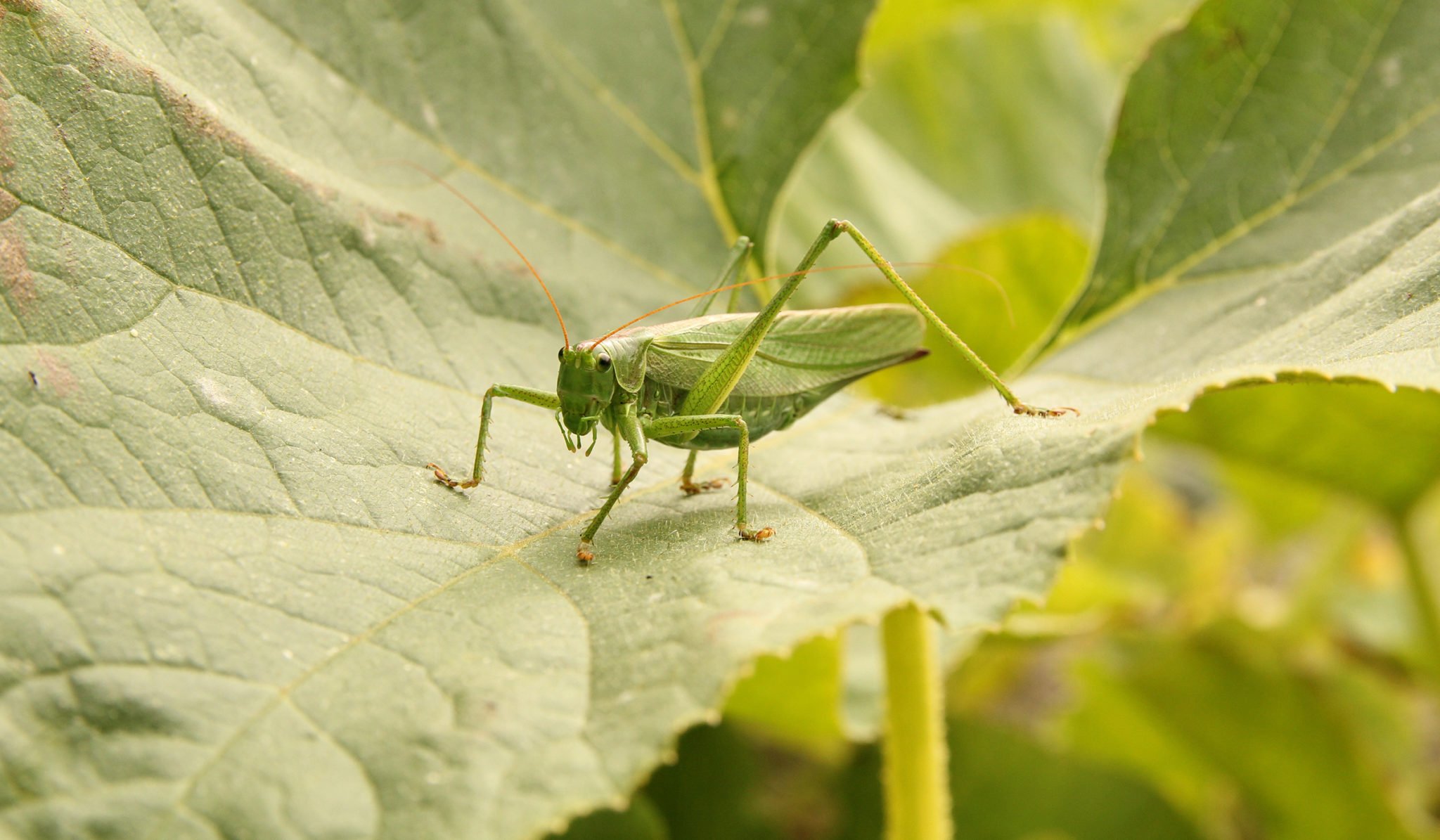 Vliegende insecten bestrijden | OBN Nederland