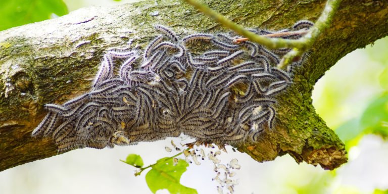 Kruipende insecten bestrijden | OBN Nederland